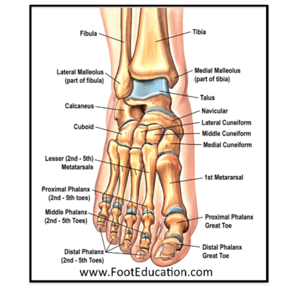 What’s the big deal about the big toe? - Youth STEMM Award