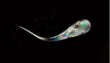 Prince Rupert Drops and Their Unusual Properties - Youth STEMM Award